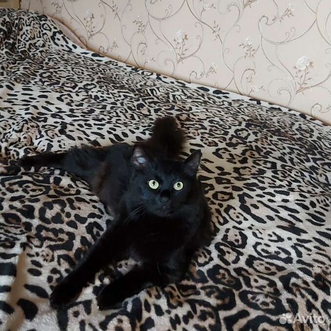 Черная кошка в дар стерилизована