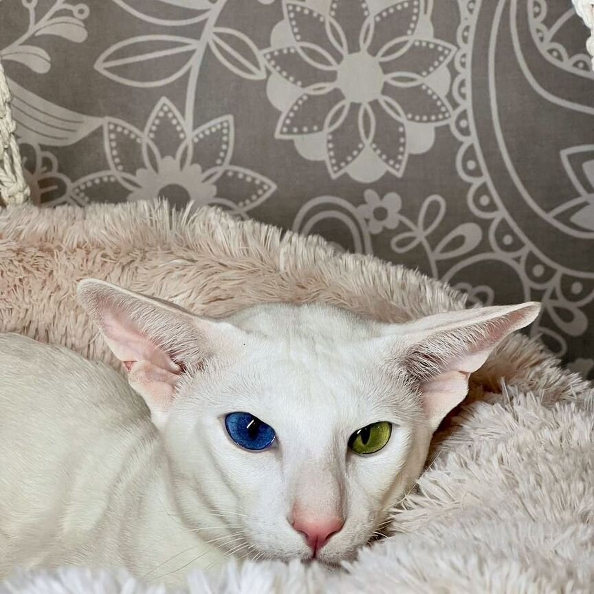 Кот на вязку