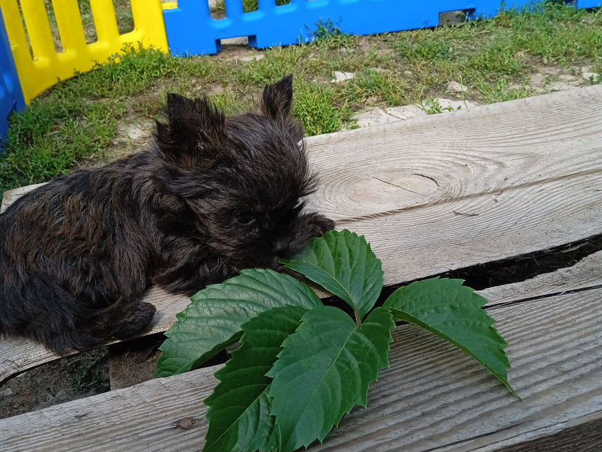 Мини девочка цветной йорк