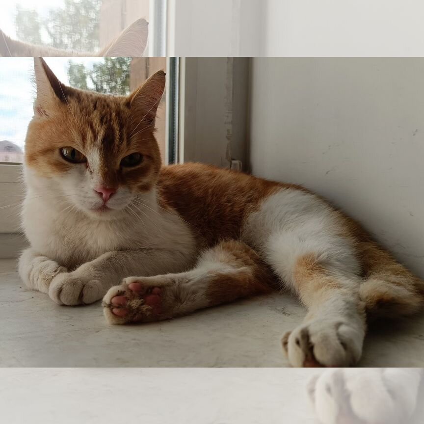 Котик ищет дом