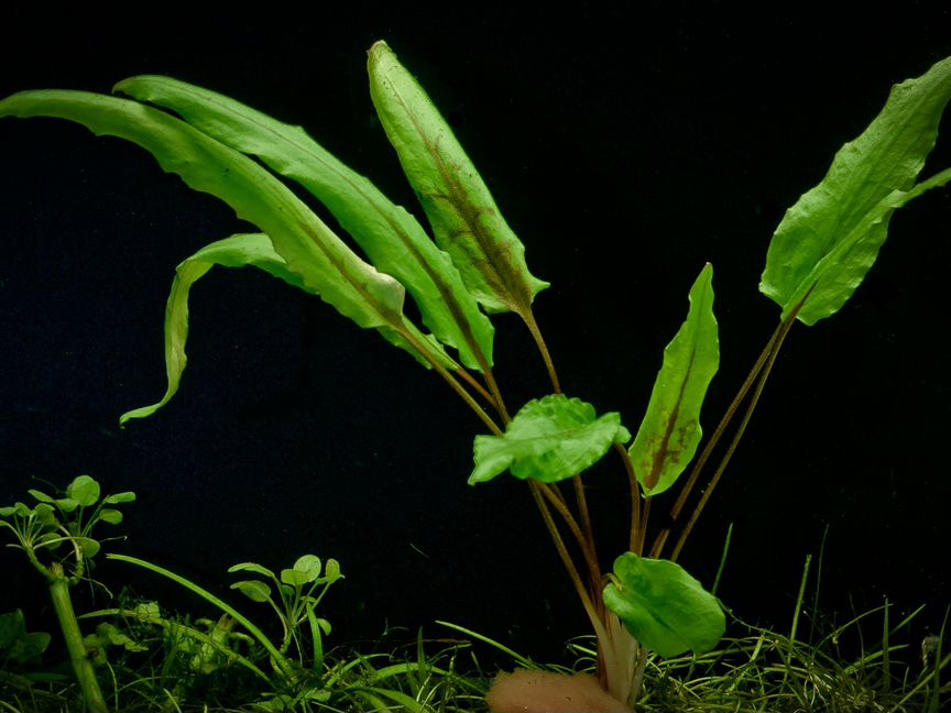 Аквариумные растения