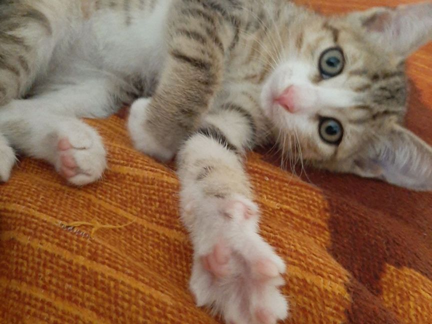 Котенок мальчик в ответственные руки
