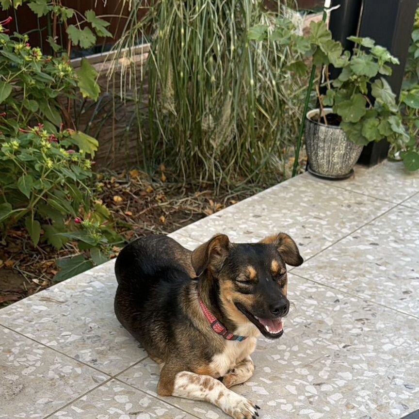 Собака в добрые руки отдам бесплатно