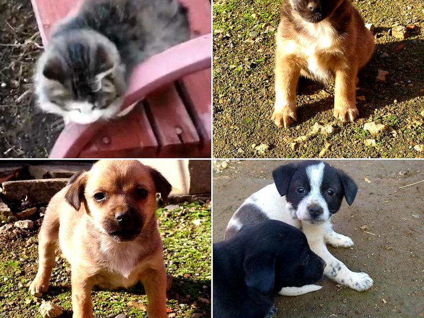 В добрые руки щенки и котенок