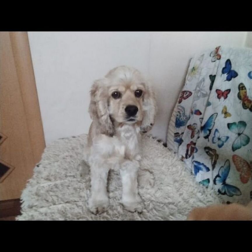 Американский кокер спаниель
