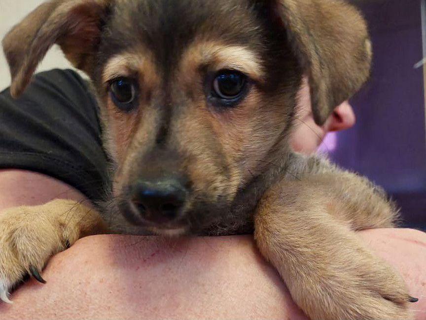 Щенок девочка 3 месяца