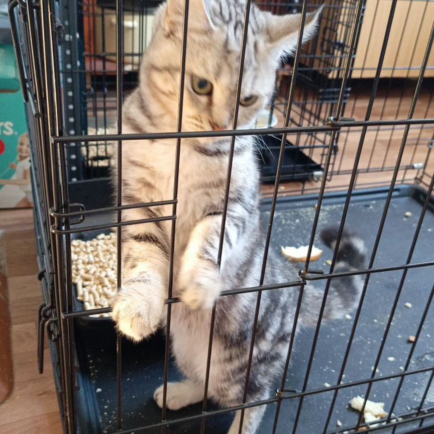 Котейки ищут дом