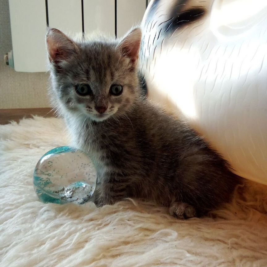 Котенок 1,5 месяца