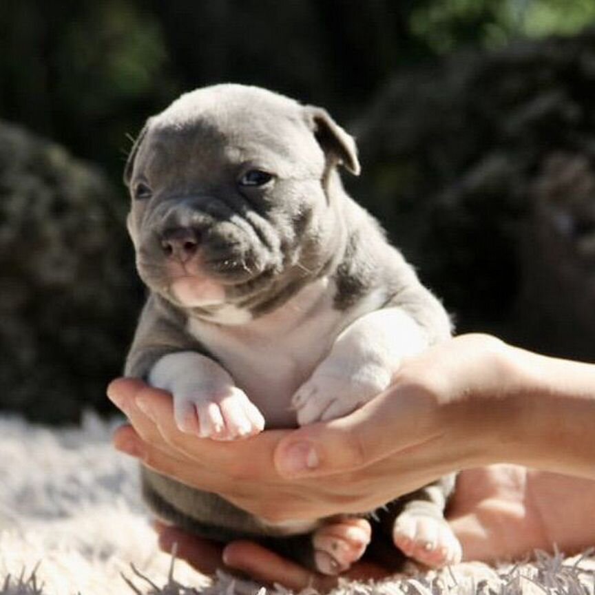 Американский булли девочка