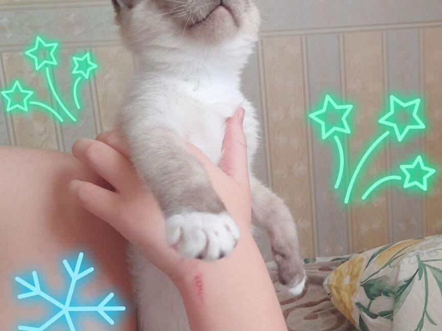 Котенок игривый :)