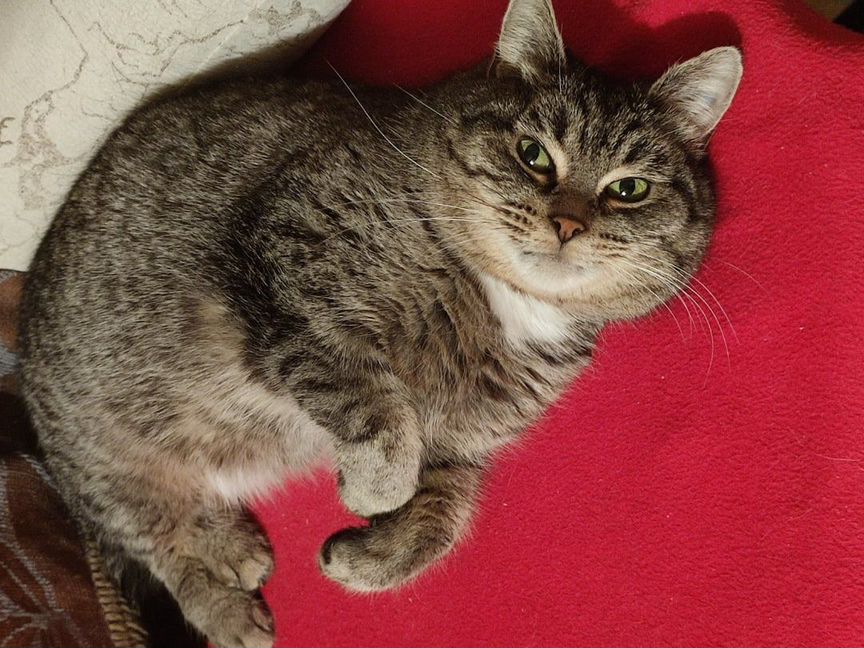 Кошечка Плюшка в поисках дома