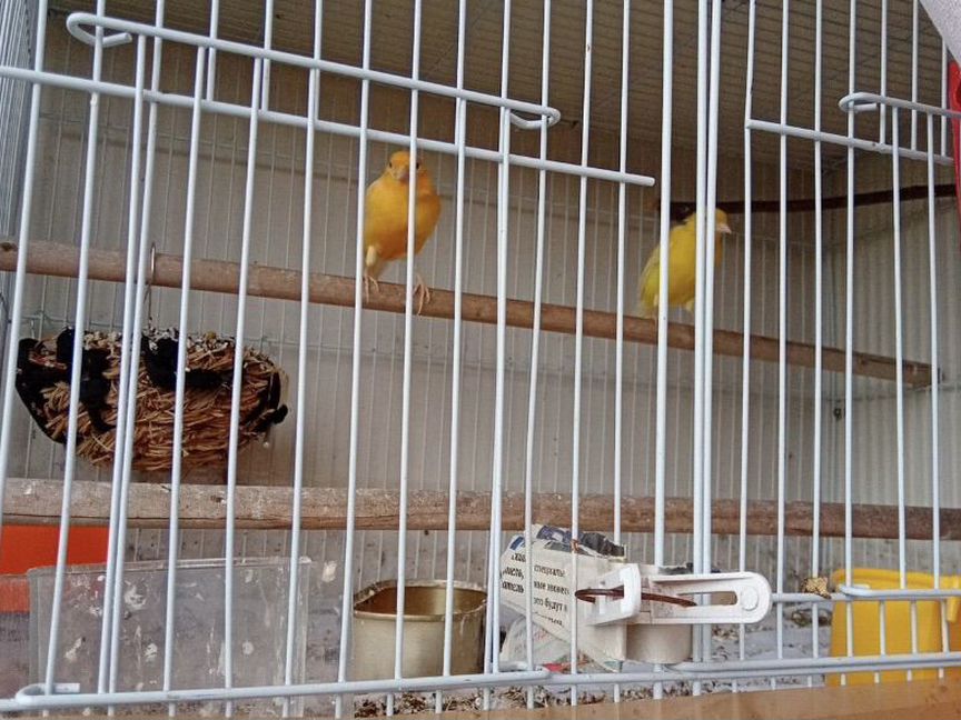 Кенара и канарейки