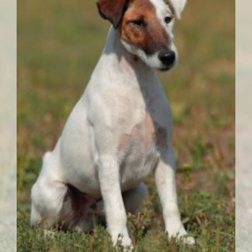 Фокстерьер, взрослый пёс