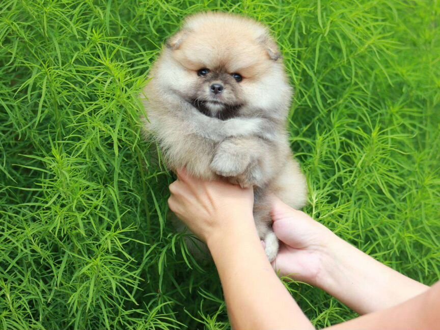 Шпиц мини пом