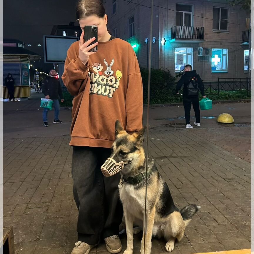 Немецкая овчарка, взрослый пёс