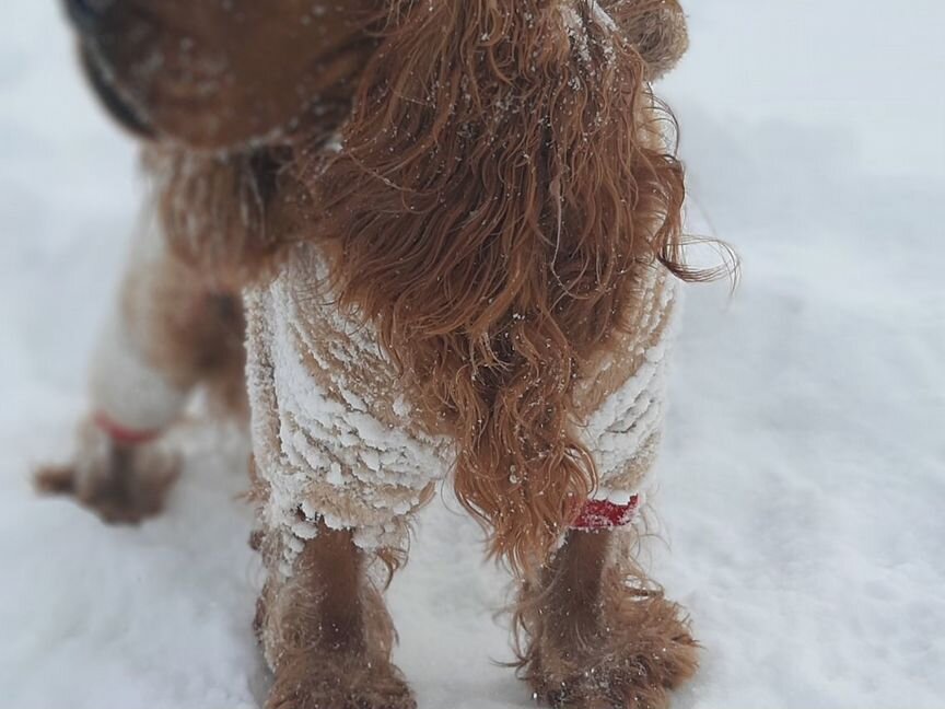 Кобель на вязку