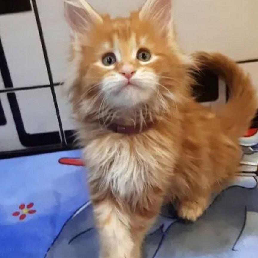 Мейн-кун котик