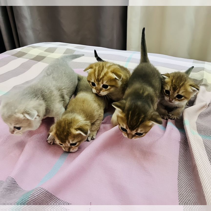 Шотландский вислоухий короткошёрстный котёнок