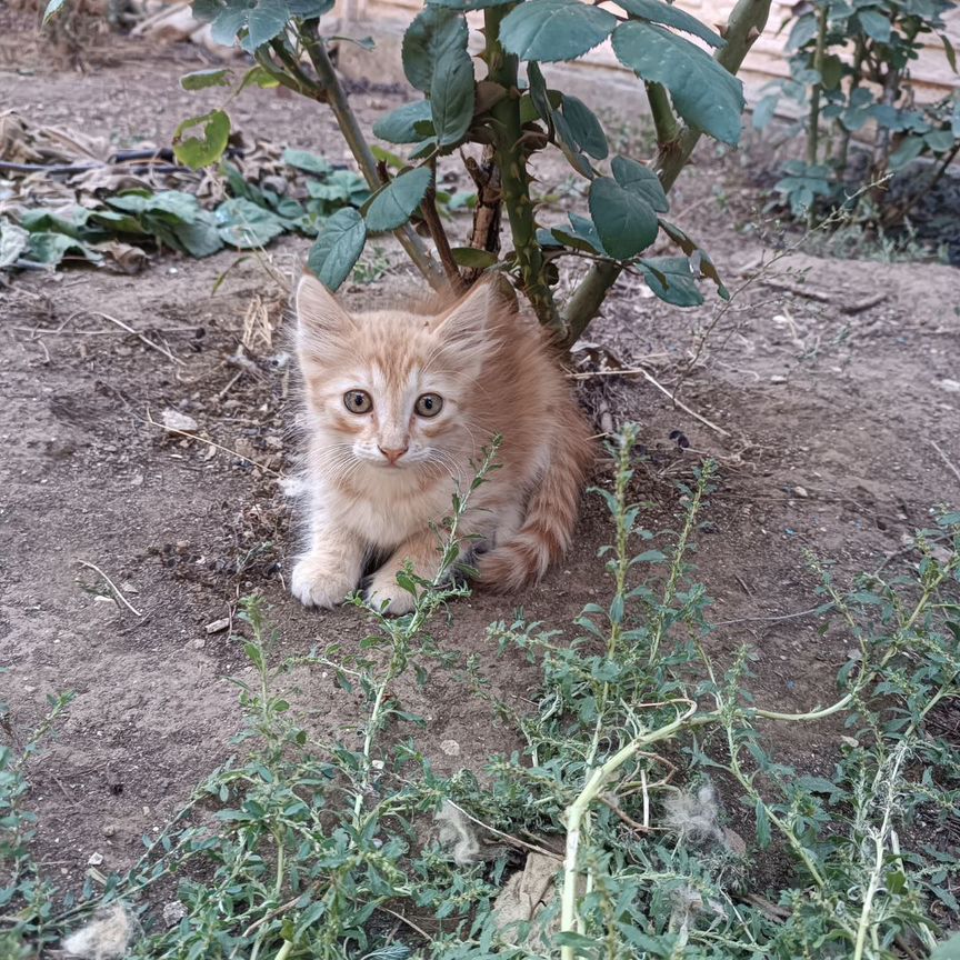 Котята в добрые руки бесплатно мальчик