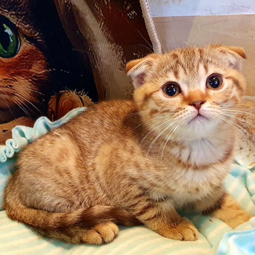Шотландский вислоухий короткошёрстный котёнок