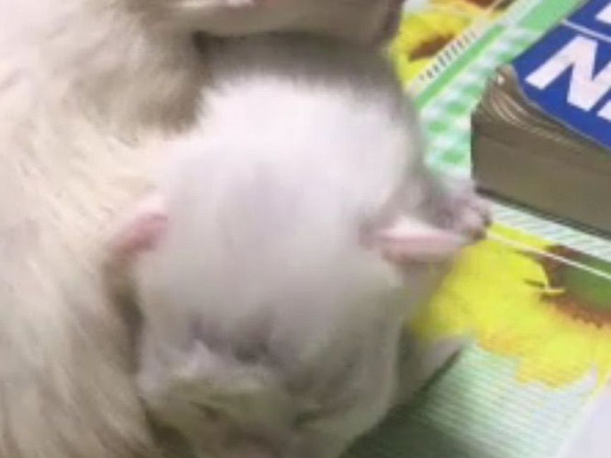 Кошка