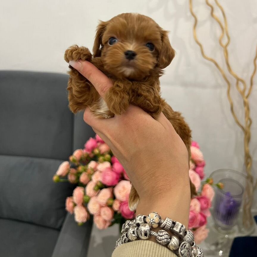 Мальтипу, щенок