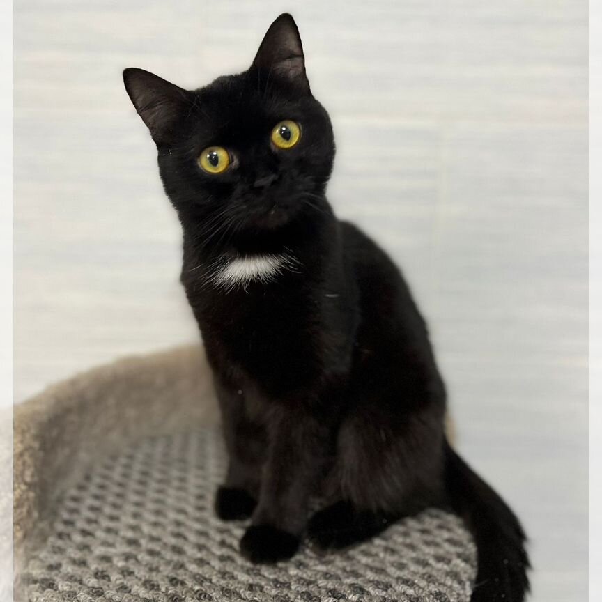 Кошка кошечка изящная ласковая привитая красоточка