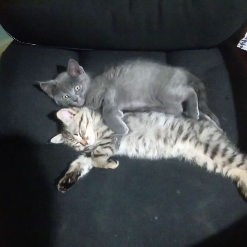 Котята в добрые руки бесплатно девочка