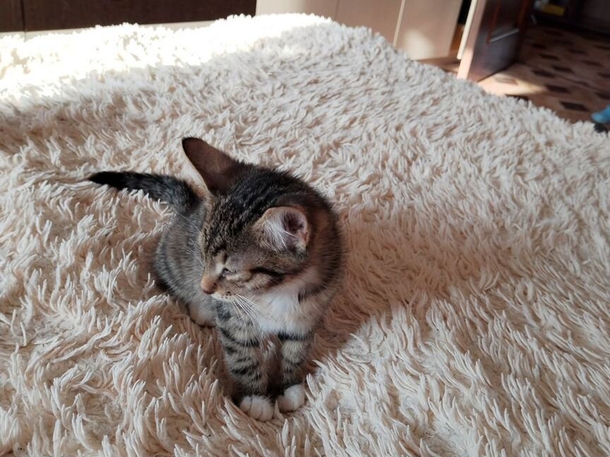 Отдам в добрые руки
