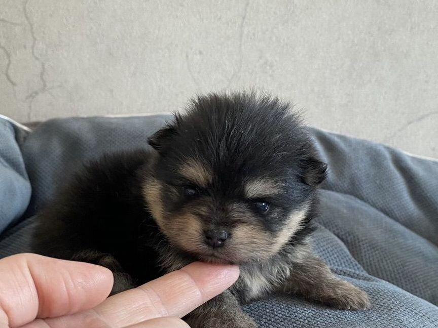 Шпиц померанский