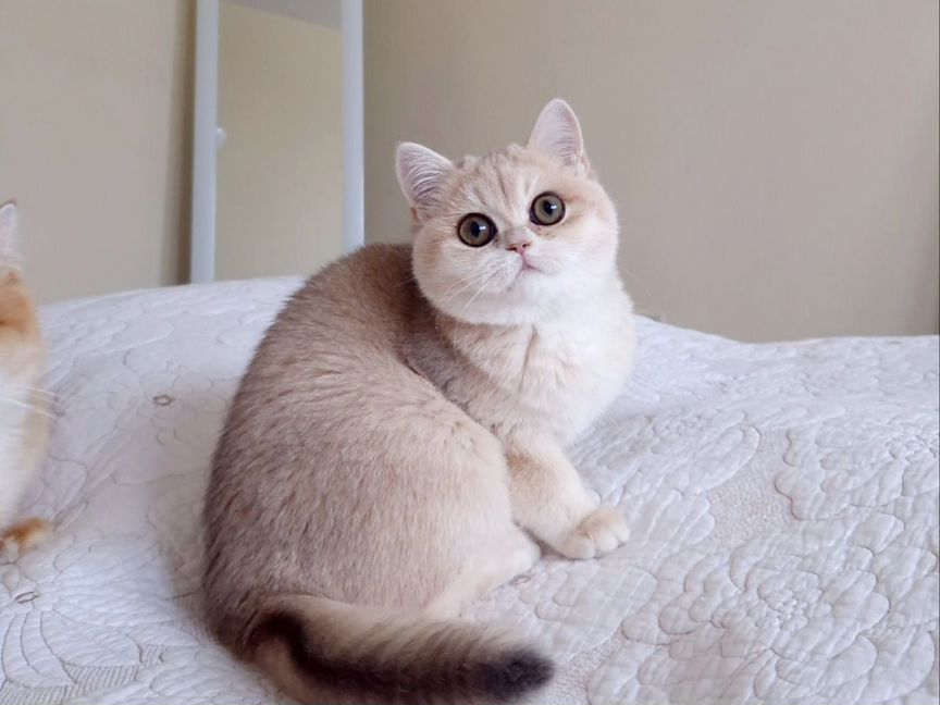 Кошка голубая шиншилла