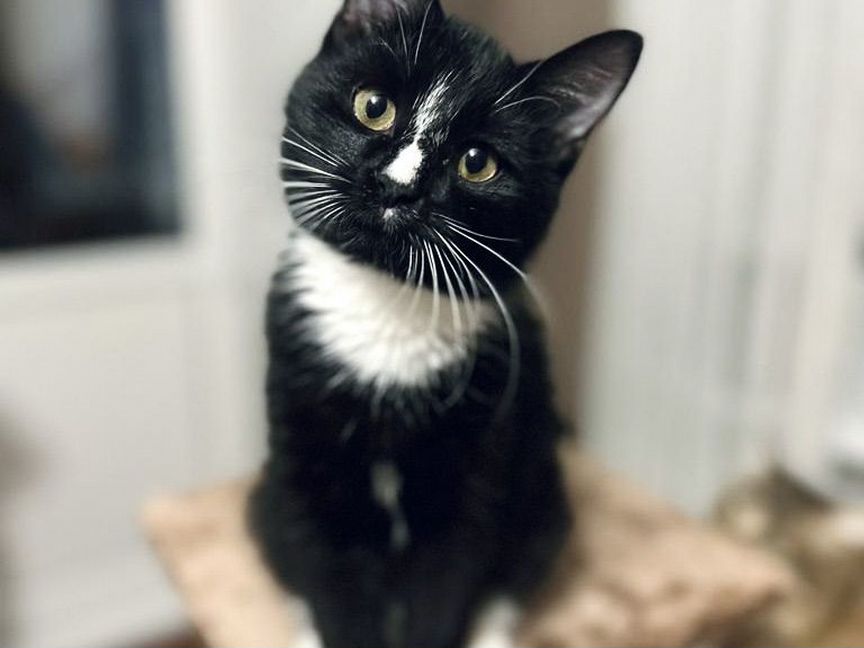Котенок Яша ждет мам и пап