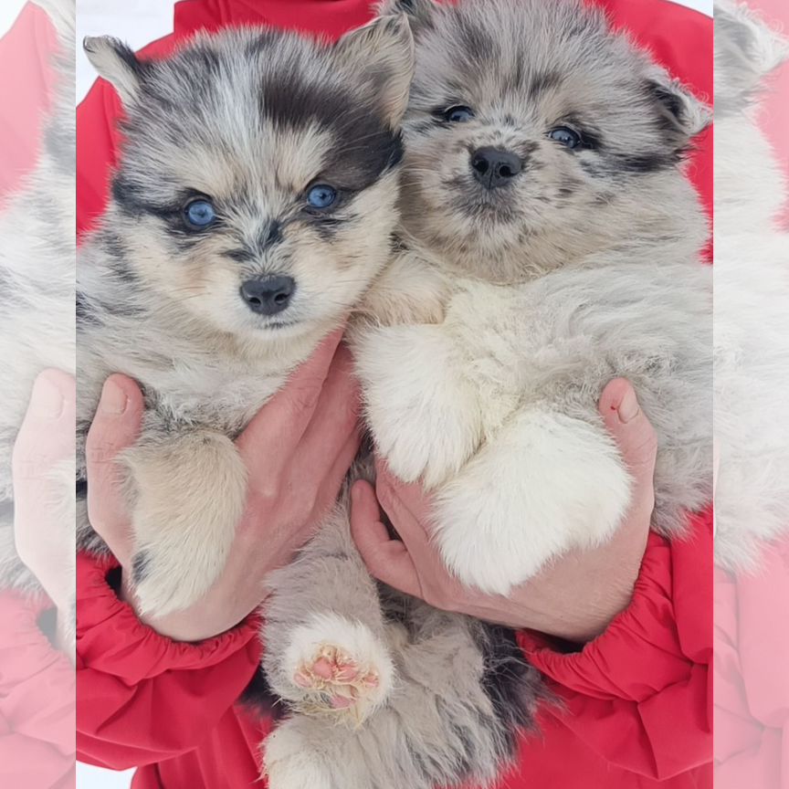 Помски, щенок