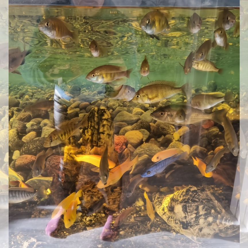 Продам аквариумных рыбок