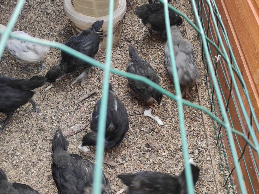 Цыплята Австралорп месячные