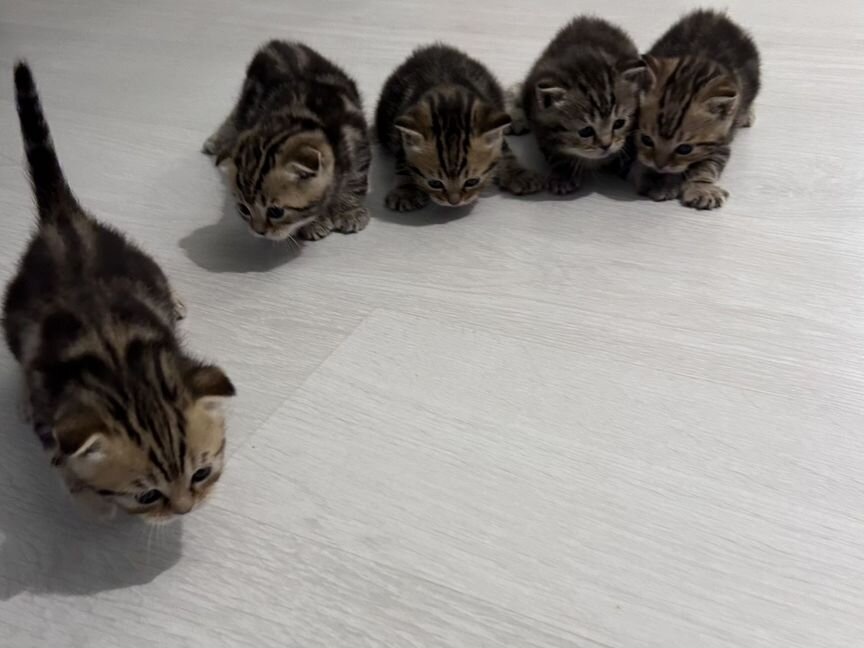 Шотландские котята
