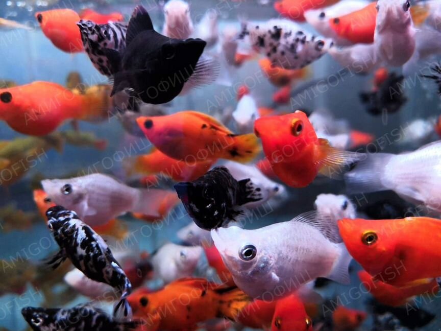 Моллинезия Баллон Ассорти (Poecilia Sphenops)