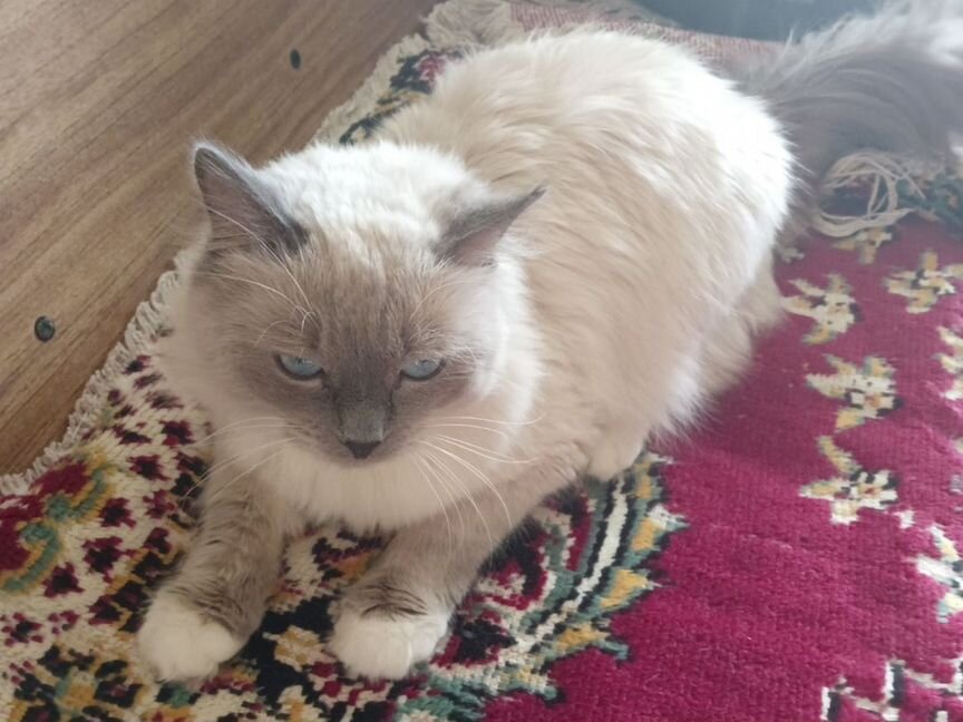 Невский маскарадный кот вязка