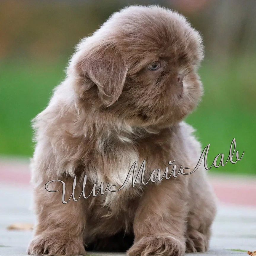 Лиловый мальчик