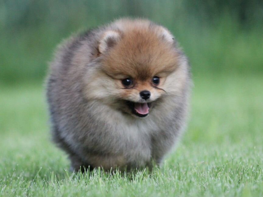 Померанский шпиц