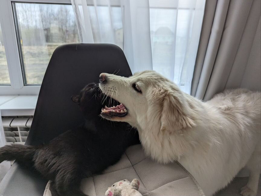 Собака в добрые руки отдам бесплатно