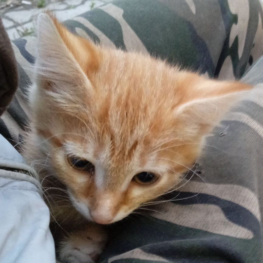 Котик рыжик