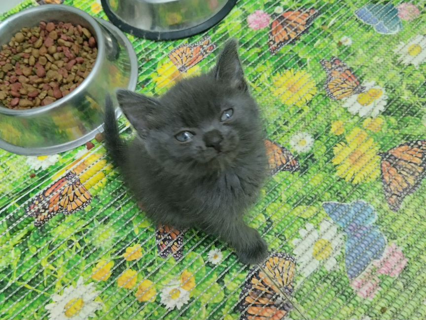 Кошечка бесплатно
