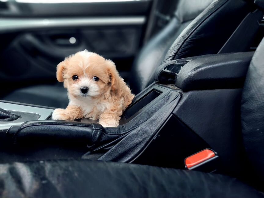 Мини мишка в крутом окрасе Мальтипу f1