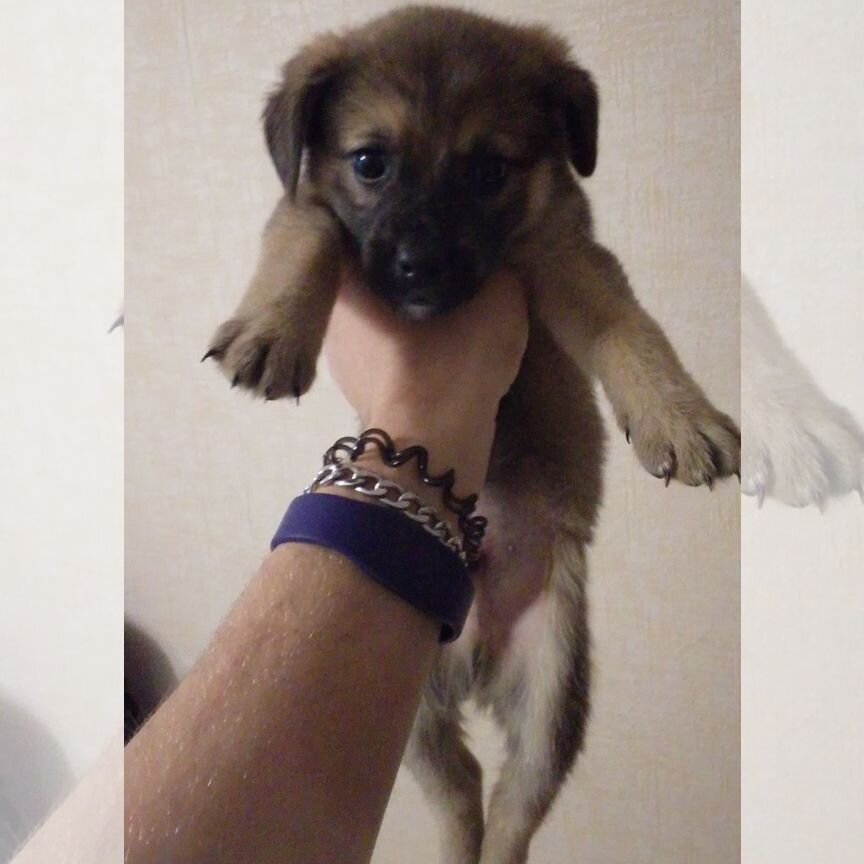 Немецкая овчарка, щенок