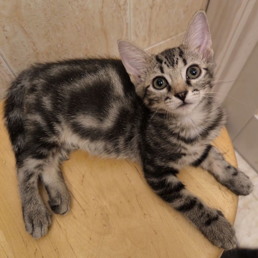 Ласковая девочка в добрые руки