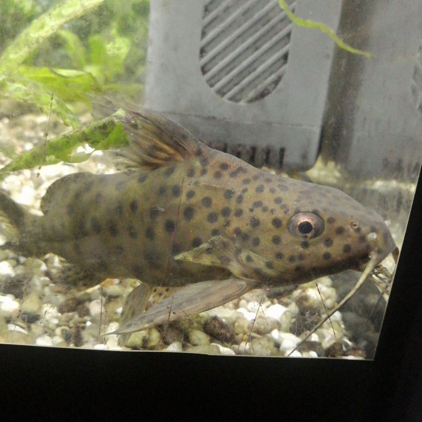 Сом синодонтис