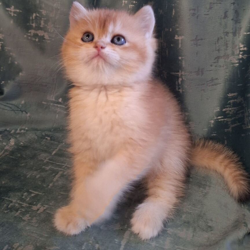 Британский котик золотая шиншилла