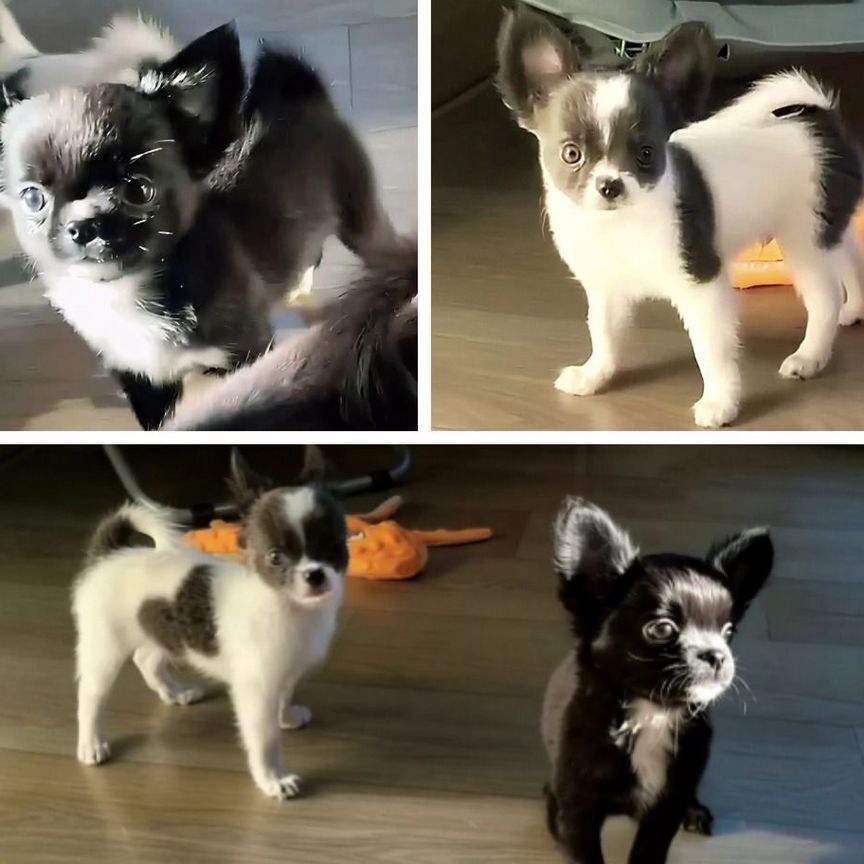 Чихуахуа, щенок