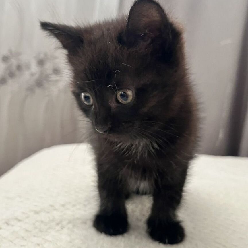 Котенок